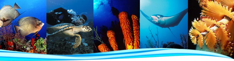 THE CAYMAN ISLANDS RESPONDS TO LIONFISH INVASION WITH LIONFISH CULLING ... THE CAYMAN ISLANDS RESPONDS TO LIONFISH INVASION WITH LIONFISH CULLING ...